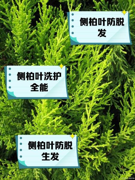 侧柏叶洗头有什么好处_侧柏叶洗头能生发吗-第1张图片-山城妙识 侧柏叶洗头有什么好处_侧柏叶洗头能生发吗-第1张图片-山城妙识