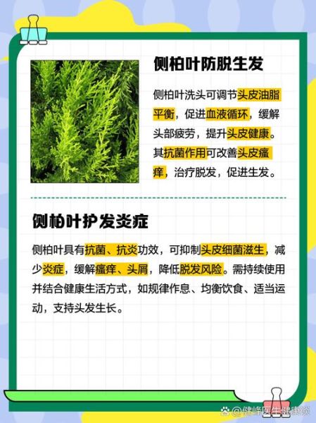 侧柏叶洗头有什么好处_侧柏叶洗头能生发吗-第2张图片-山城妙识 侧柏叶洗头有什么好处_侧柏叶洗头能生发吗-第2张图片-山城妙识