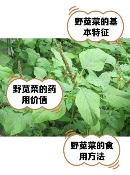 孕妇可以吃苋菜吗_苋菜的功效与作用孕妇-第1张图片-山城妙识 孕妇可以吃苋菜吗_苋菜的功效与作用孕妇-第1张图片-山城妙识