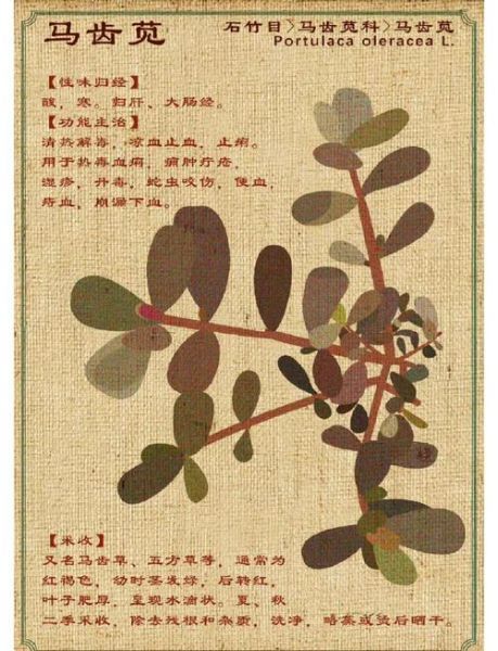 马齿苋怎么吃_马齿苋的功效与作用-第1张图片-山城妙识