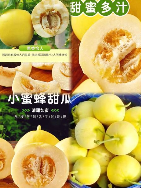 甜瓜和香瓜的区别_哪个更甜更好吃-第3张图片-山城妙识
