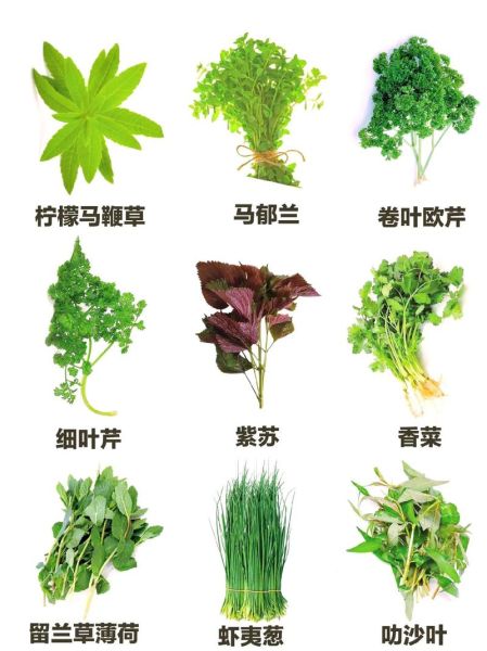 香草图片_香料有哪些种类-第1张图片-山城妙识 香草图片_香料有哪些种类-第1张图片-山城妙识