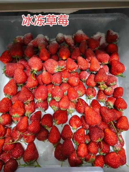 冰冻草莓怎么做_冷冻草莓能保存多久-第3张图片-山城妙识 冰冻草莓怎么做_冷冻草莓能保存多久-第3张图片-山城妙识
