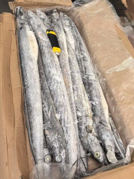 最便宜的海鱼有哪些_冷冻带鱼为什么便宜-第2张图片-山城妙识