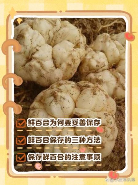 鲜百合怎么保存_鲜百合可以放冰箱吗-第1张图片-山城妙识 鲜百合怎么保存_鲜百合可以放冰箱吗-第1张图片-山城妙识