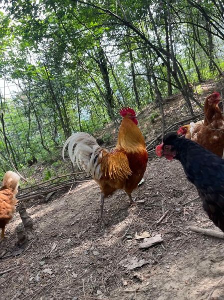 跑山鸡图片_跑山鸡和土鸡的区别-第2张图片-山城妙识 跑山鸡图片_跑山鸡和土鸡的区别-第2张图片-山城妙识