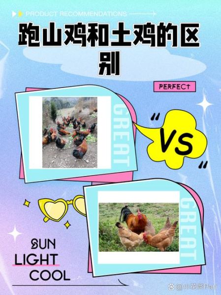 跑山鸡图片_跑山鸡和土鸡的区别-第1张图片-山城妙识 跑山鸡图片_跑山鸡和土鸡的区别-第1张图片-山城妙识