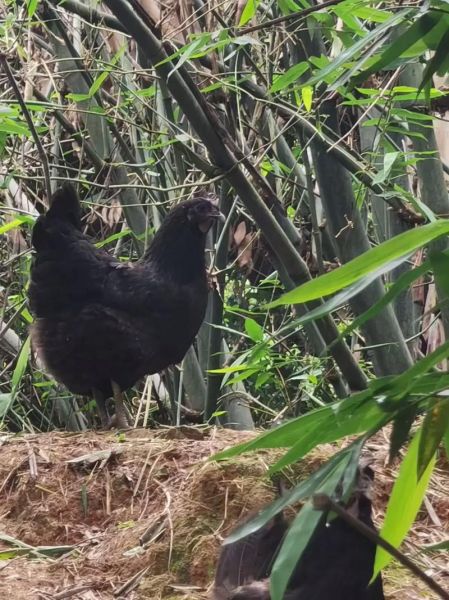 跑山鸡图片_跑山鸡和土鸡的区别-第3张图片-山城妙识 跑山鸡图片_跑山鸡和土鸡的区别-第3张图片-山城妙识