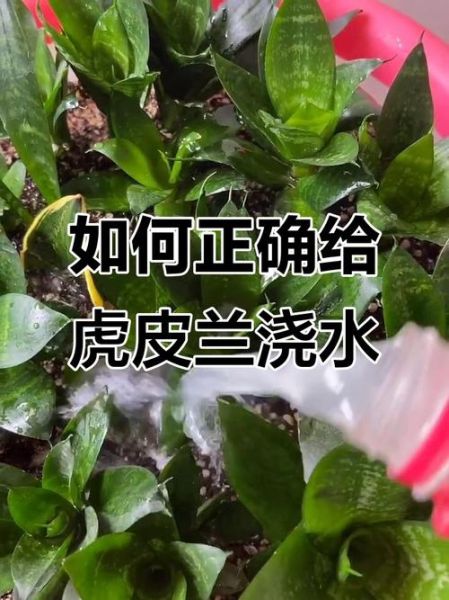 虎皮兰多久浇一次水_虎皮兰浇水频率-第2张图片-山城妙识 虎皮兰多久浇一次水_虎皮兰浇水频率-第2张图片-山城妙识