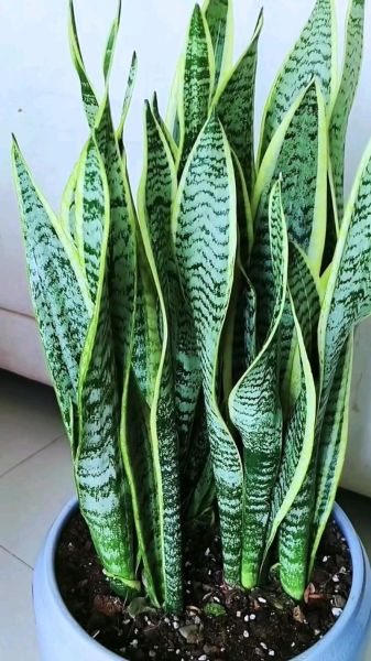 虎皮兰多久浇一次水_虎皮兰浇水频率-第1张图片-山城妙识 虎皮兰多久浇一次水_虎皮兰浇水频率-第1张图片-山城妙识