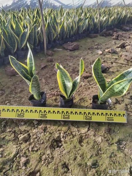 虎皮兰多久浇一次水_虎皮兰浇水频率-第3张图片-山城妙识 虎皮兰多久浇一次水_虎皮兰浇水频率-第3张图片-山城妙识