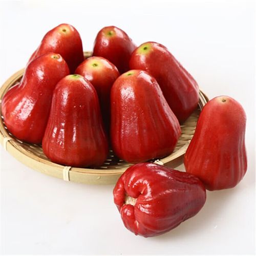 莲雾水果多少钱一斤_莲雾价格为什么差距大-第1张图片-山城妙识 莲雾水果多少钱一斤_莲雾价格为什么差距大-第1张图片-山城妙识