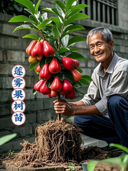 莲雾水果多少钱一斤_莲雾价格为什么差距大-第3张图片-山城妙识 莲雾水果多少钱一斤_莲雾价格为什么差距大-第3张图片-山城妙识