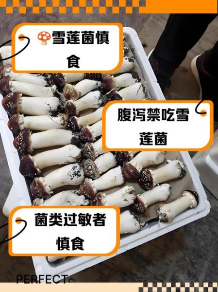 雪莲花不适合哪些人吃_孕妇能吃雪莲花吗-第1张图片-山城妙识 雪莲花不适合哪些人吃_孕妇能吃雪莲花吗-第1张图片-山城妙识