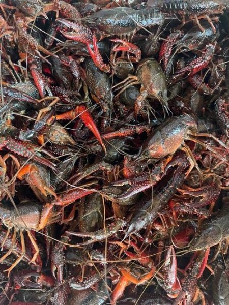 中国小龙虾原产地是哪里_小龙虾什么时候进入中国-第3张图片-山城妙识