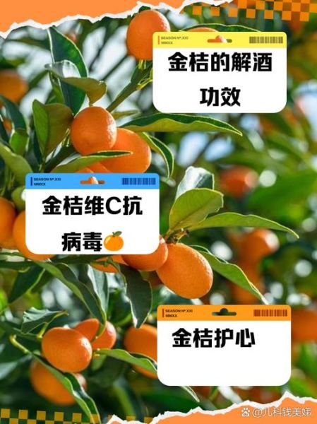 金桔有什么功效与作用_金桔怎么吃效果最好-第1张图片-山城妙识 金桔有什么功效与作用_金桔怎么吃效果最好-第1张图片-山城妙识