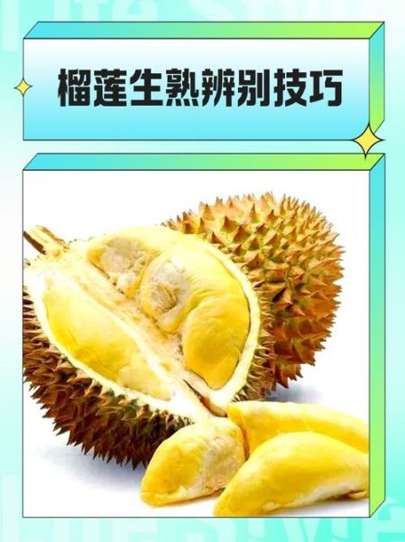 生榴莲放几天才能熟_如何判断榴莲成熟-第2张图片-山城妙识 生榴莲放几天才能熟_如何判断榴莲成熟-第2张图片-山城妙识