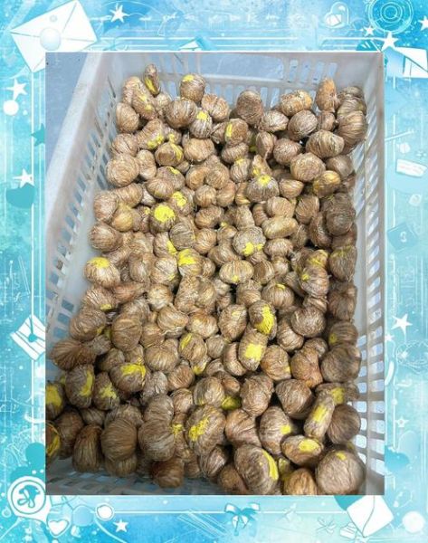 新鲜板栗怎么去壳_生板栗快速去皮方法-第1张图片-山城妙识 新鲜板栗怎么去壳_生板栗快速去皮方法-第1张图片-山城妙识