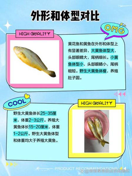 黄鱼和黄花鱼的区别_怎么区分真假黄花鱼-第3张图片-山城妙识
