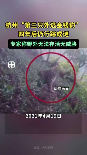 金钱豹事件真相_杭州野生动物园豹子逃脱始末-第1张图片-山城妙识