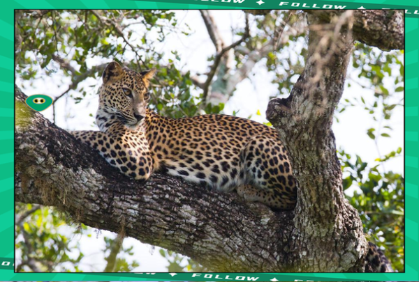 金钱豹事件真相_杭州野生动物园豹子逃脱始末-第2张图片-山城妙识