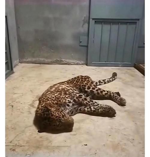 金钱豹事件真相_杭州野生动物园豹子逃脱始末-第3张图片-山城妙识