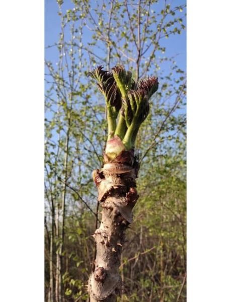 刺老芽多少钱一斤_刺老芽价格受哪些因素影响-第1张图片-山城妙识