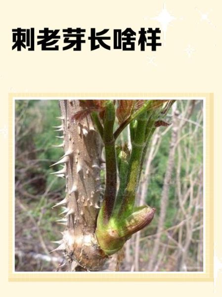 刺老芽多少钱一斤_刺老芽价格受哪些因素影响-第3张图片-山城妙识