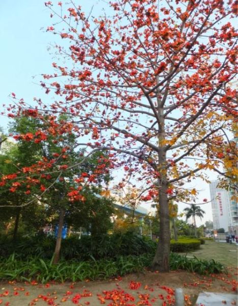 木棉树多久开花_木棉树适合种在哪里-第1张图片-山城妙识 木棉树多久开花_木棉树适合种在哪里-第1张图片-山城妙识