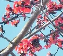 木棉树多久开花_木棉树适合种在哪里-第2张图片-山城妙识 木棉树多久开花_木棉树适合种在哪里-第2张图片-山城妙识