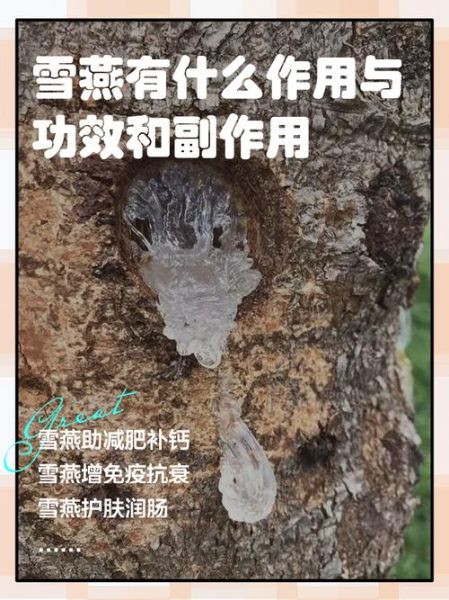 雪燕的功效与禁忌_雪燕怎么吃才安全-第1张图片-山城妙识