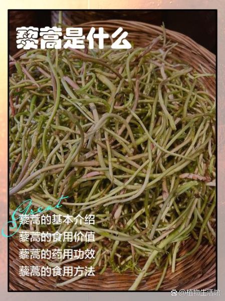 藜蒿怎么读_藜蒿是什么植物-第1张图片-山城妙识 藜蒿怎么读_藜蒿是什么植物-第1张图片-山城妙识