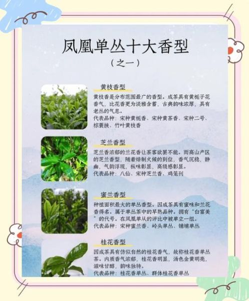 凤凰单丛茶属于什么茶_凤凰单丛茶有哪些香型-第1张图片-山城妙识 凤凰单丛茶属于什么茶_凤凰单丛茶有哪些香型-第1张图片-山城妙识