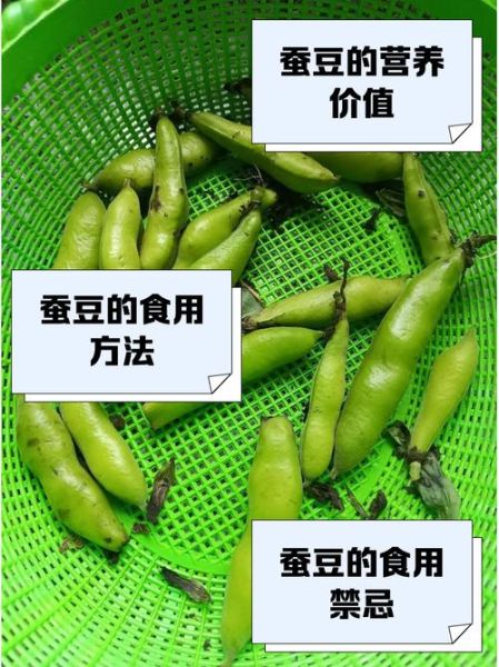 蚕豆的功效与作用_蚕豆的禁忌和食用方法-第2张图片-山城妙识 蚕豆的功效与作用_蚕豆的禁忌和食用方法-第2张图片-山城妙识