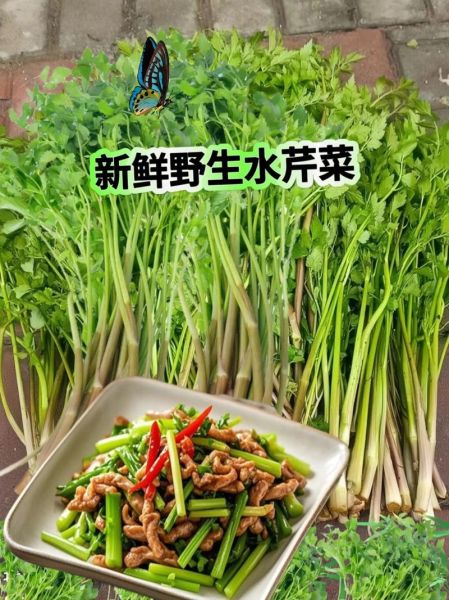 水芹菜致癌是真的吗_长期吃会中毒吗-第2张图片-山城妙识 水芹菜致癌是真的吗_长期吃会中毒吗-第2张图片-山城妙识