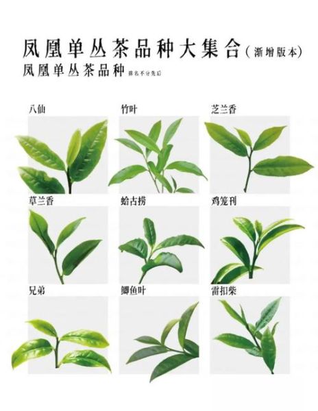 凤凰单丛茶属于什么茶_凤凰单丛茶有哪些香型-第2张图片-山城妙识 凤凰单丛茶属于什么茶_凤凰单丛茶有哪些香型-第2张图片-山城妙识
