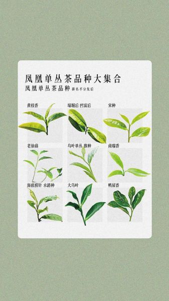 凤凰单丛茶属于什么茶_凤凰单丛茶有哪些香型-第3张图片-山城妙识 凤凰单丛茶属于什么茶_凤凰单丛茶有哪些香型-第3张图片-山城妙识