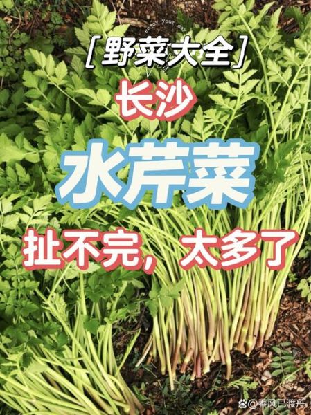 水芹菜致癌是真的吗_长期吃会中毒吗-第3张图片-山城妙识 水芹菜致癌是真的吗_长期吃会中毒吗-第3张图片-山城妙识