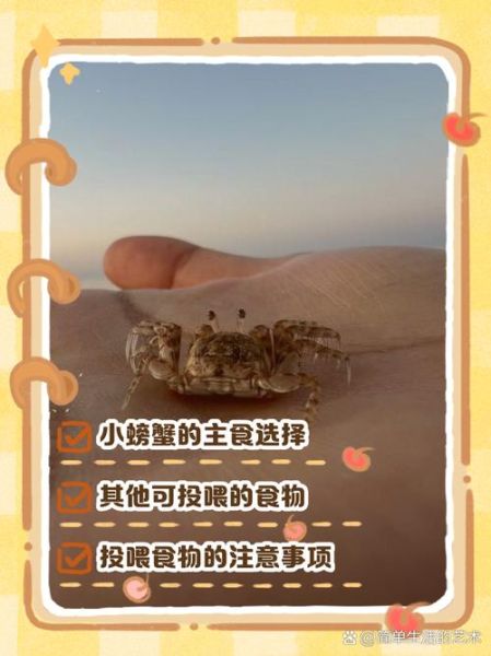 小螃蟹吃什么食物_小螃蟹怎么喂养-第1张图片-山城妙识