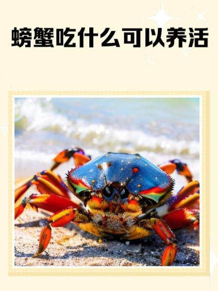 小螃蟹吃什么食物_小螃蟹怎么喂养-第3张图片-山城妙识