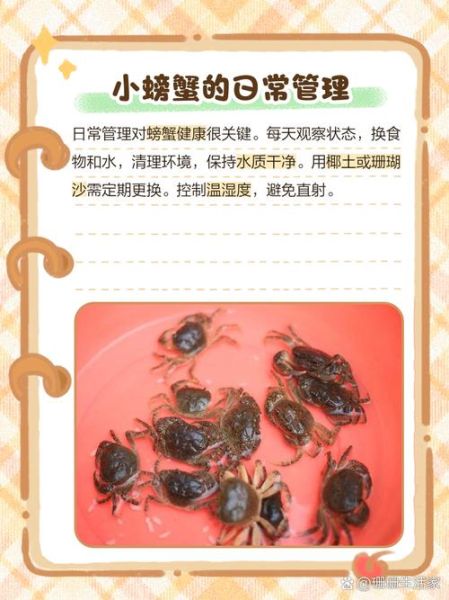 小螃蟹吃什么食物_小螃蟹怎么喂养-第2张图片-山城妙识