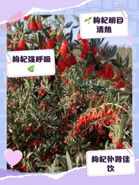 枸杞枝条煮水的作用与功效_枸杞枝条煮水可以天天喝吗-第2张图片-山城妙识