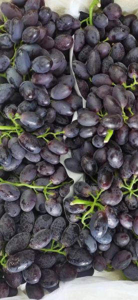 黑加仑葡萄多少钱一斤_黑加仑葡萄价格行情-第1张图片-山城妙识 黑加仑葡萄多少钱一斤_黑加仑葡萄价格行情-第1张图片-山城妙识