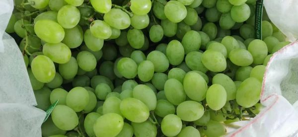 黑加仑葡萄多少钱一斤_黑加仑葡萄价格行情-第2张图片-山城妙识 黑加仑葡萄多少钱一斤_黑加仑葡萄价格行情-第2张图片-山城妙识