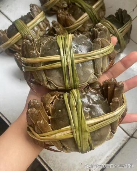 正宗大闸蟹怎么挑选_阳澄湖大闸蟹真假辨别-第2张图片-山城妙识