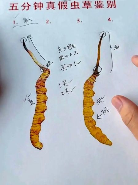 冬虫夏草图片大全大图_如何辨别真假-第1张图片-山城妙识