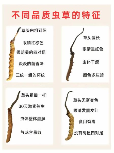 冬虫夏草图片大全大图_如何辨别真假-第2张图片-山城妙识