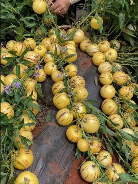 人参果价格多少钱一斤_人参果为什么这么贵-第3张图片-山城妙识