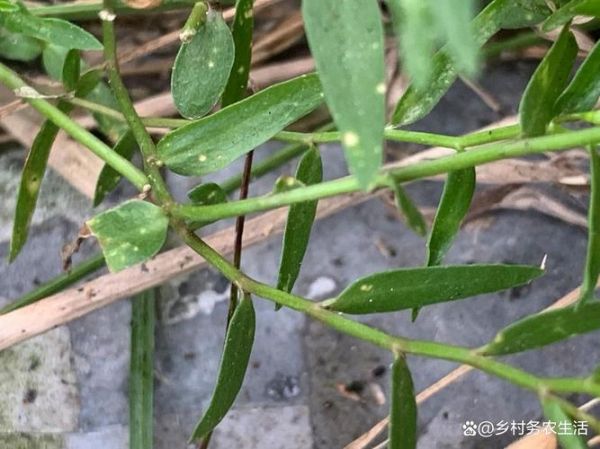 半边莲图片大全大图_半边莲长什么样-第3张图片-山城妙识