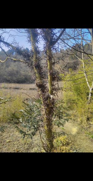 皂荚树拼音怎么写_皂荚树有什么功效-第2张图片-山城妙识 皂荚树拼音怎么写_皂荚树有什么功效-第2张图片-山城妙识